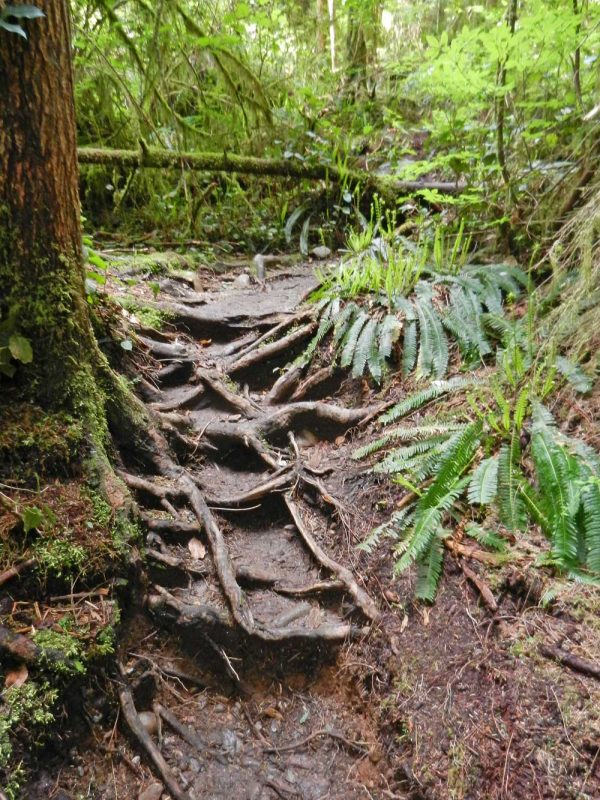 The best trail running shoes